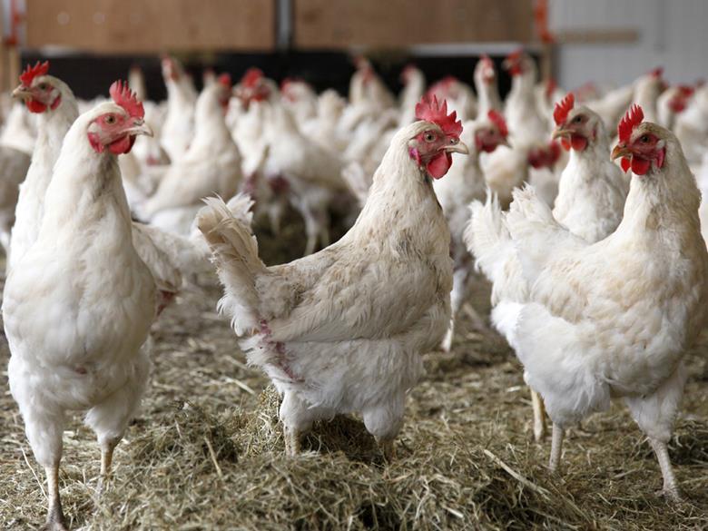 Morrisons to launch new high-welfare chicken range | News | The Grocer