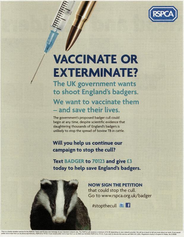RSPCA badger cull ad banned for using the word 'exterminate' | News ...