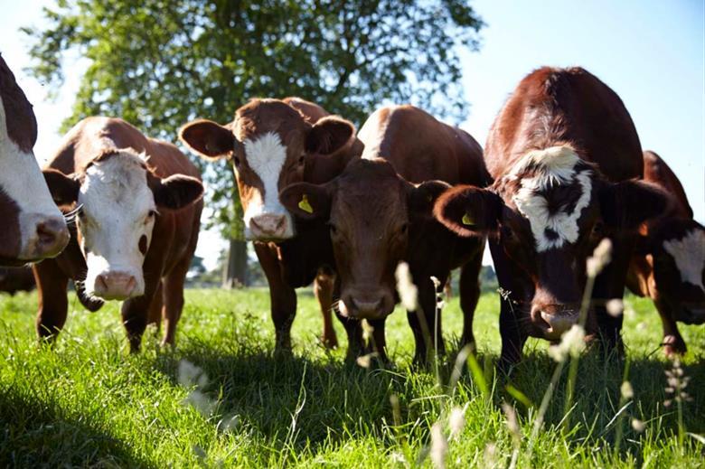 Waitrose and John Lewis join with WWF for conservation projects in UK ...