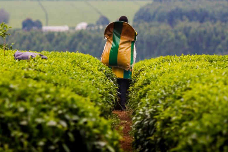 Fairtrade farmers need the support of UK shoppers as inflation soars ...