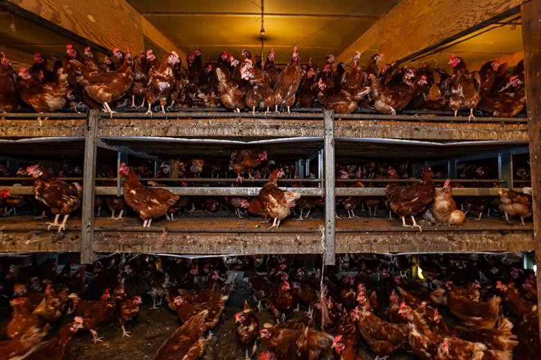 New planning rules needed for egg production: NFU | The Grocer