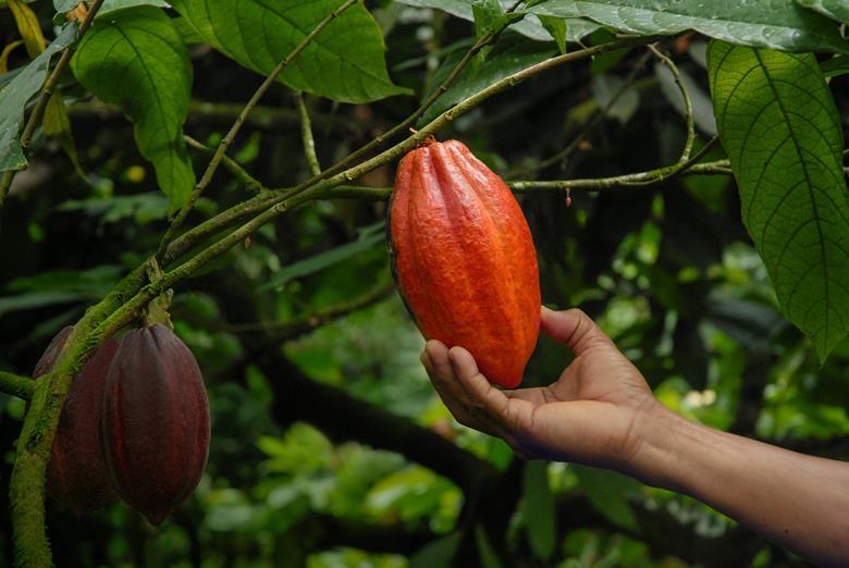 How the cocoa price squeeze is forcing a chocolate revolution | The Grocer