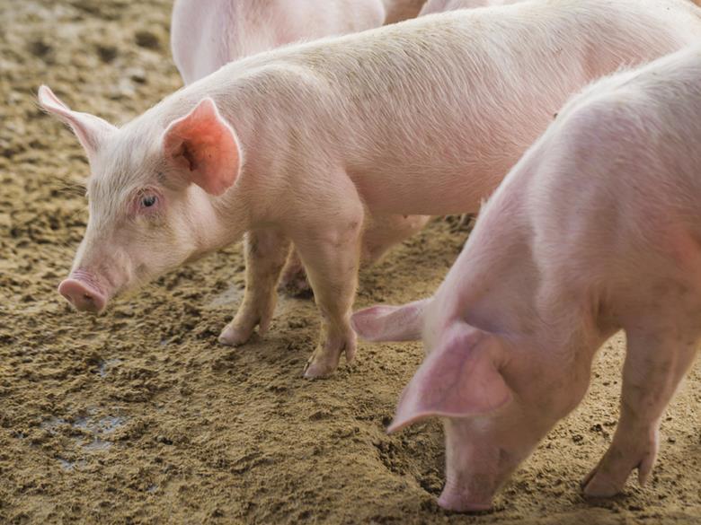 How do UK food standards differ from the rest of the world? | Analysis ...
