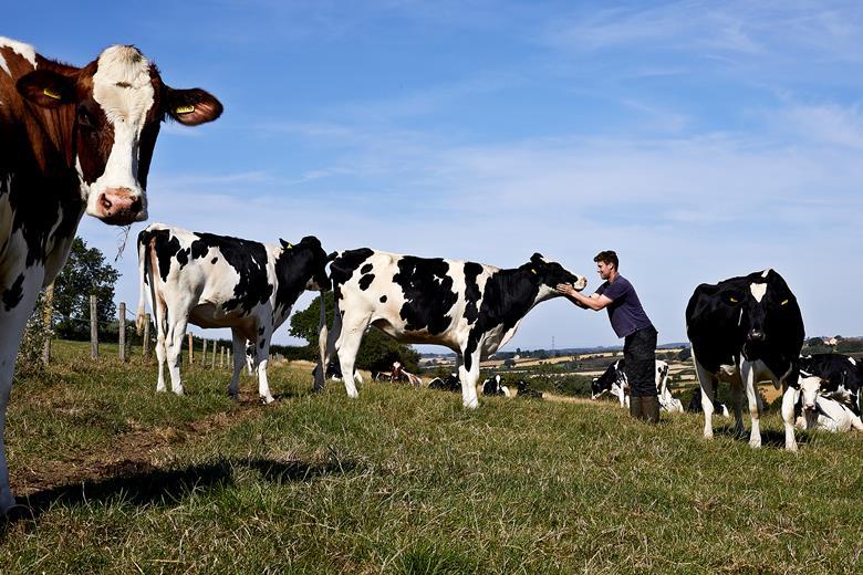 Arla’s UK farmers feel staffing pressures | News | The Grocer